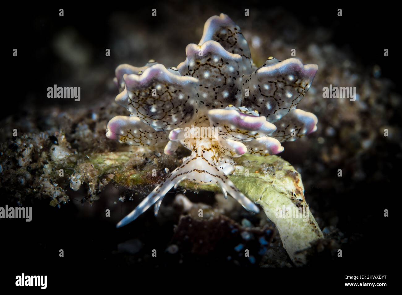 Colorful nudibranch sea slug crawling above coral reef in the Indo ...