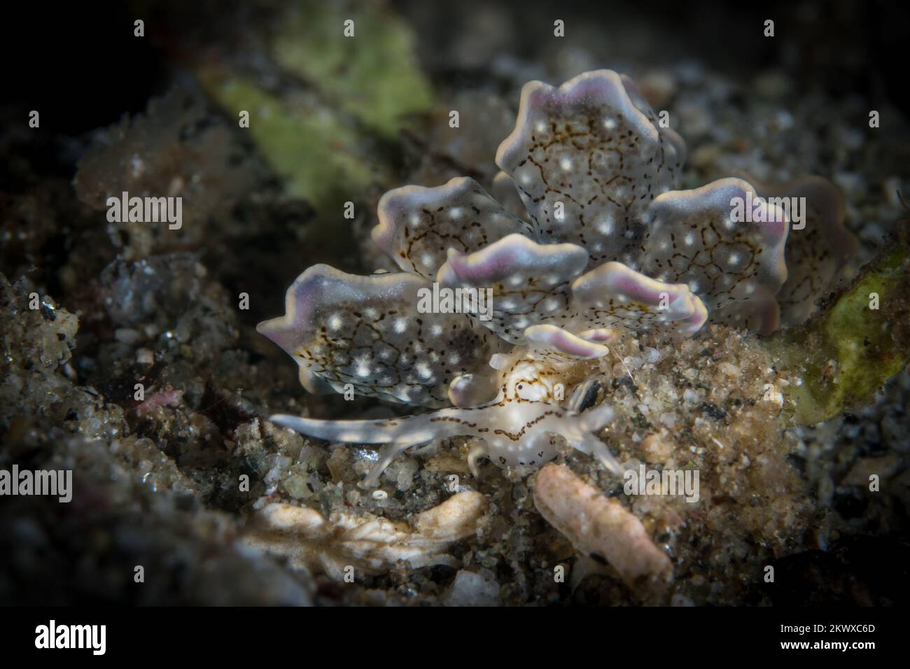 Colorful nudibranch sea slug crawling above coral reef in the Indo ...
