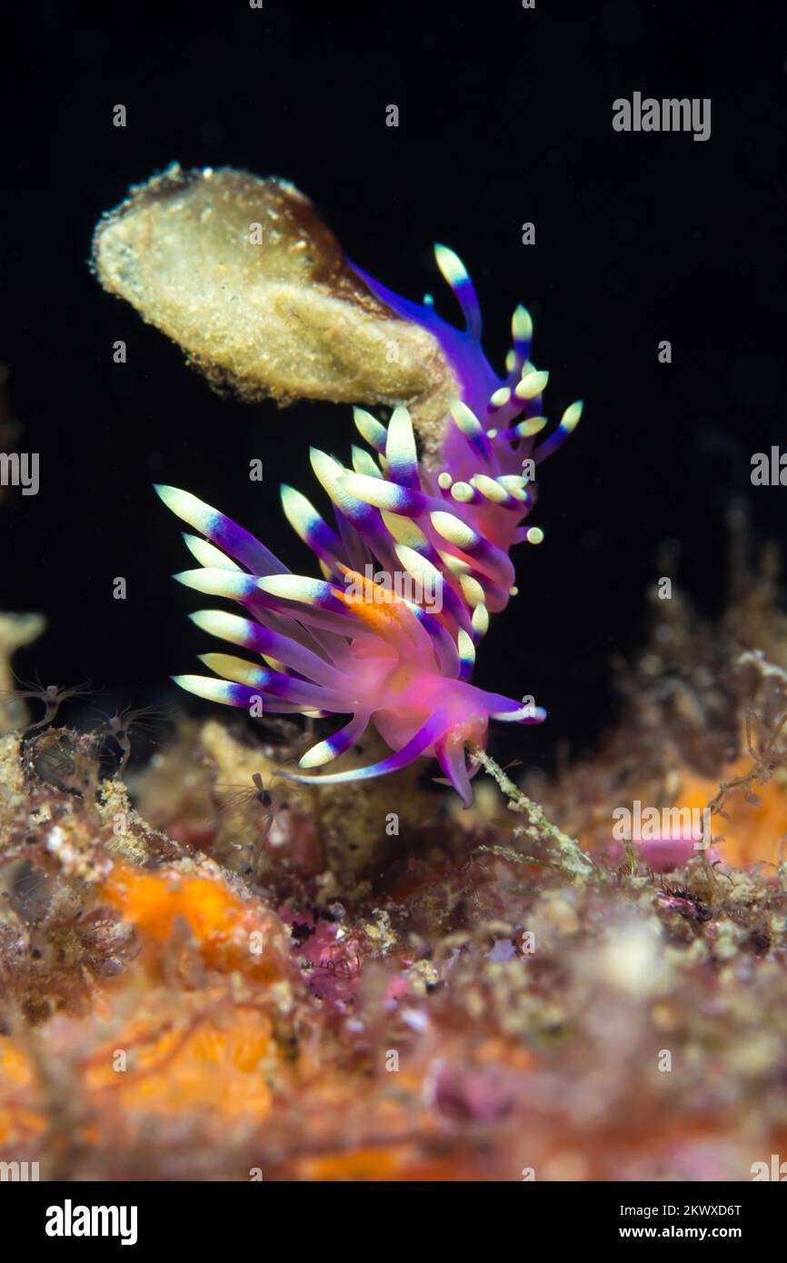 Australia pink slug hi-res stock photography and images - Alamy
