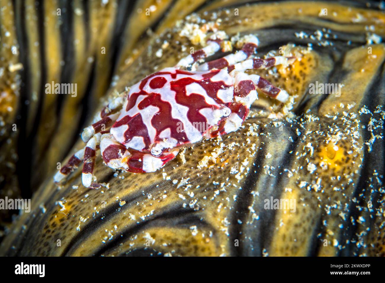 Colorful coral reef crab on scuba diving site in the pacific Ocean ...