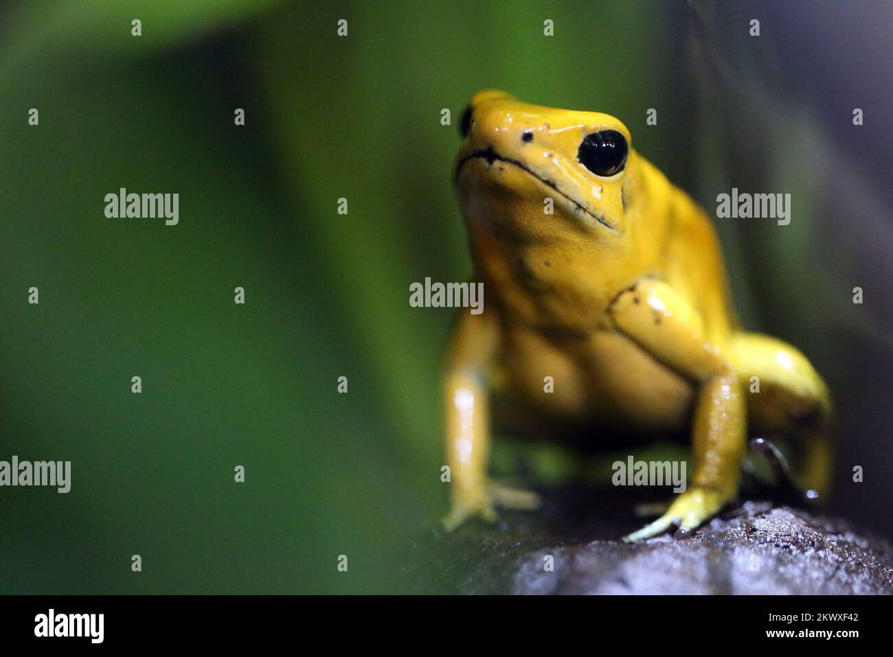 Golden poison frog illustration hi-res stock photography and images - Alamy