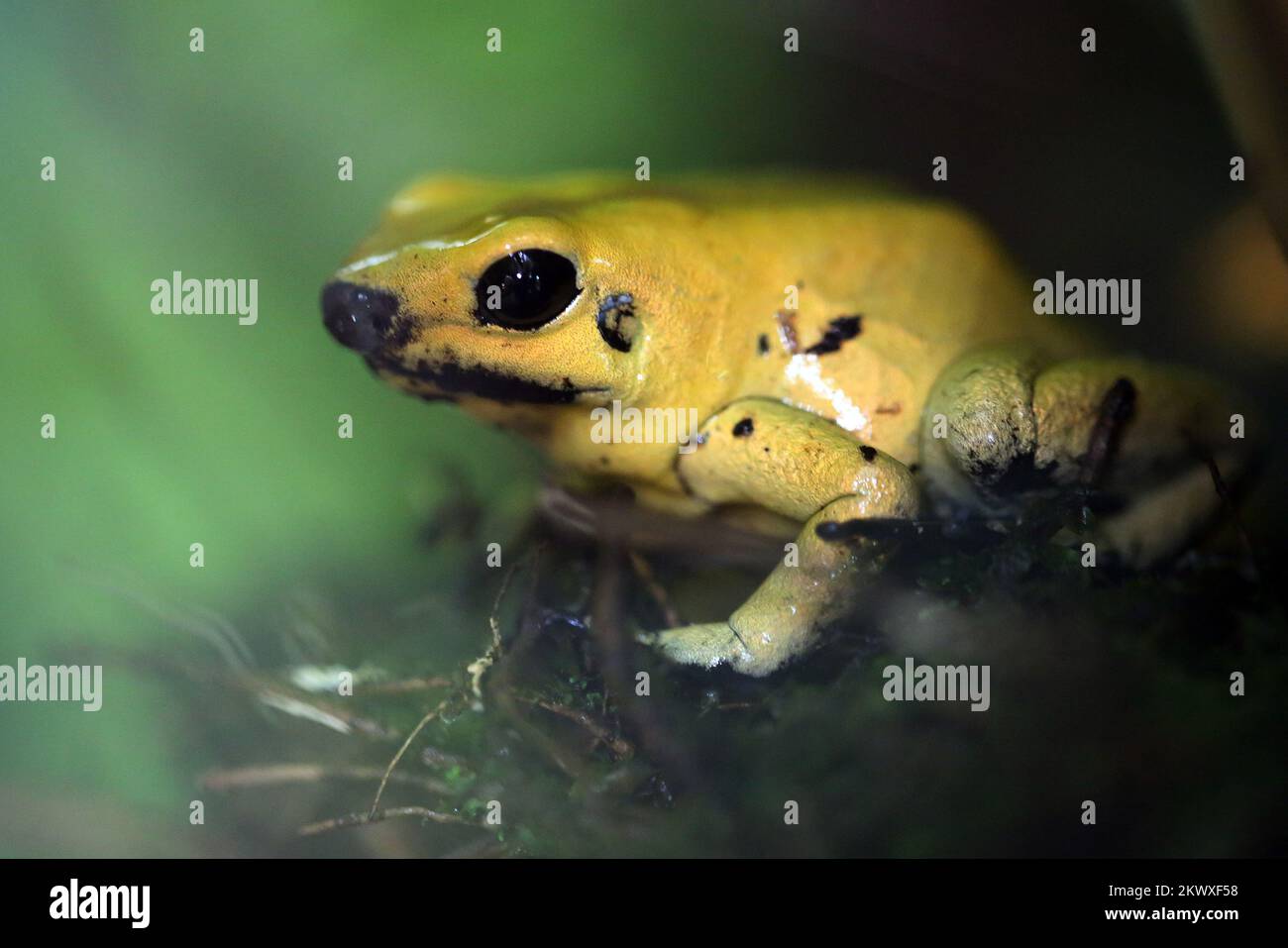 Golden poison frog illustration hi-res stock photography and images - Alamy