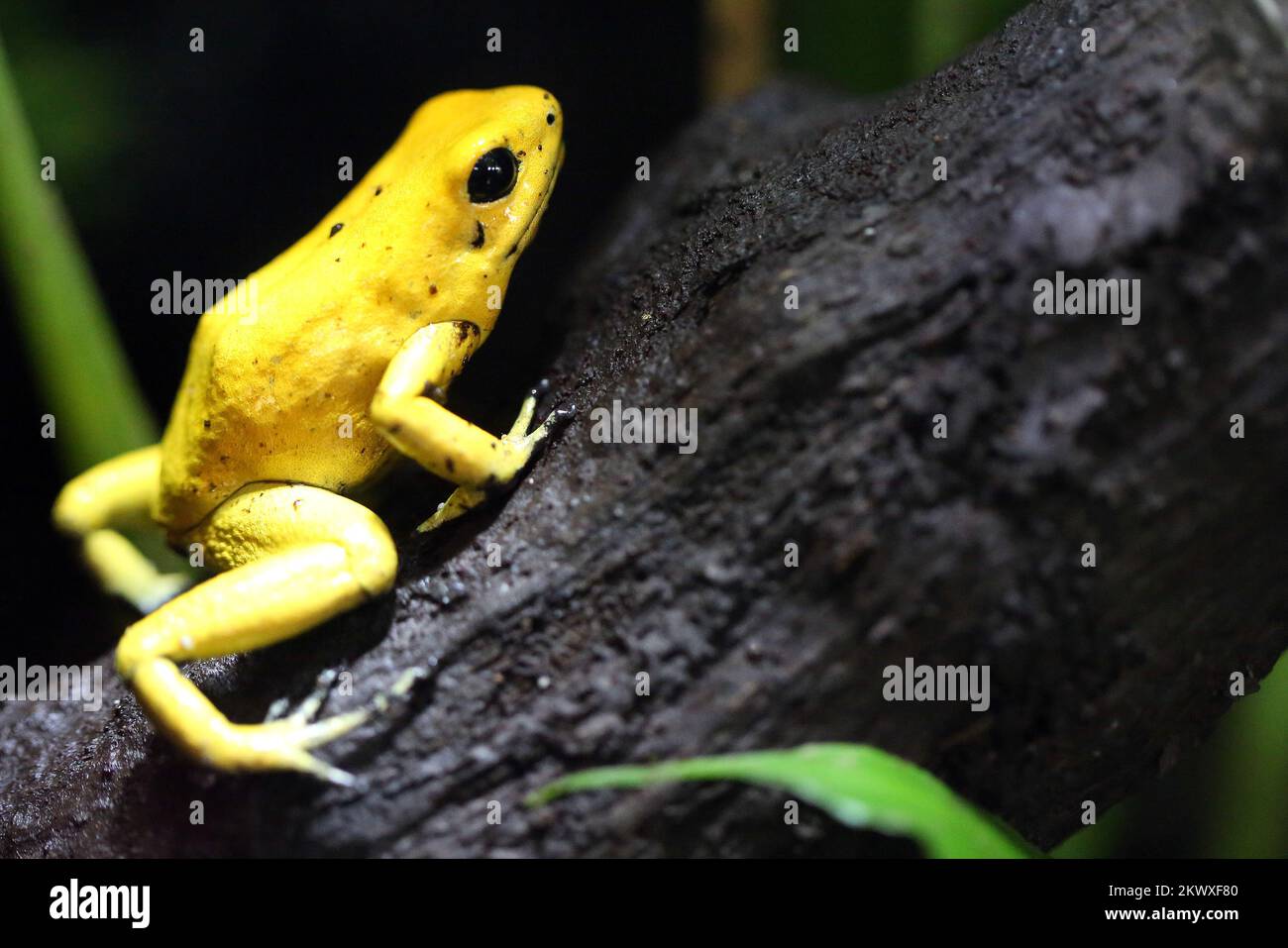 Golden poison frog illustration hi-res stock photography and images - Alamy