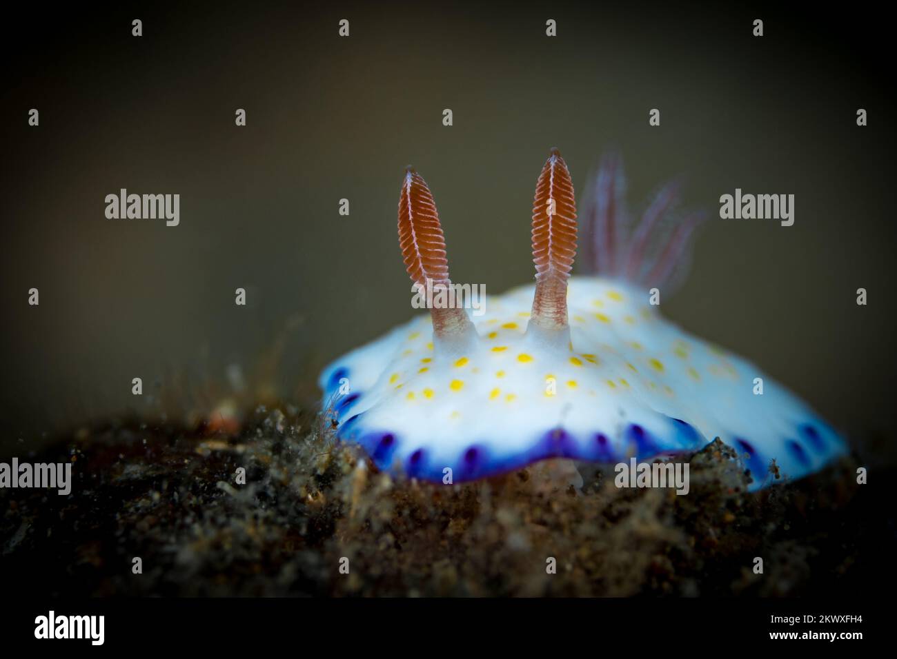 Colorful nudibranch sea slug crawling above coral reef in the Indo ...