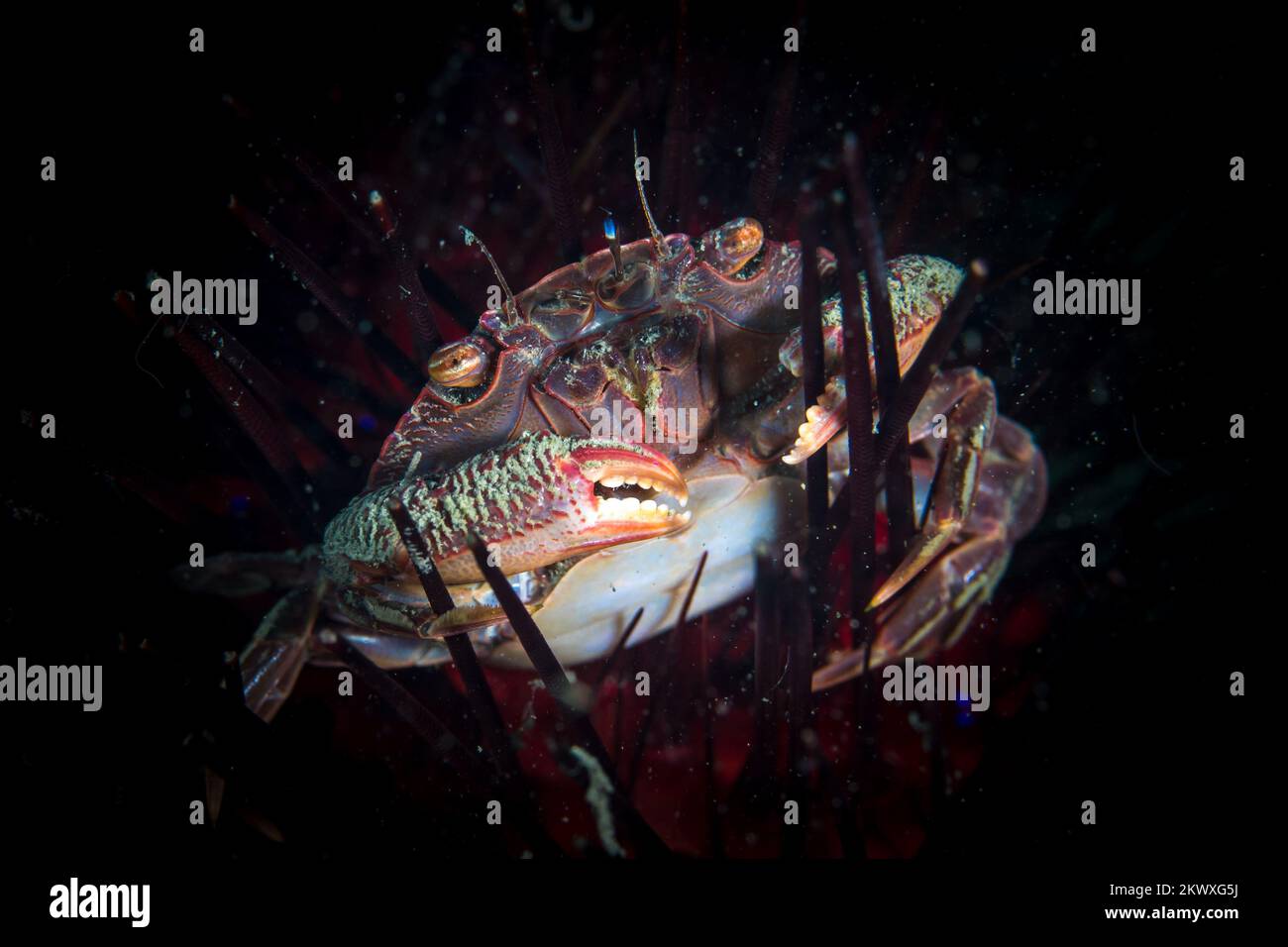 Colorful coral reef crab on scuba diving site in the pacific Ocean ...