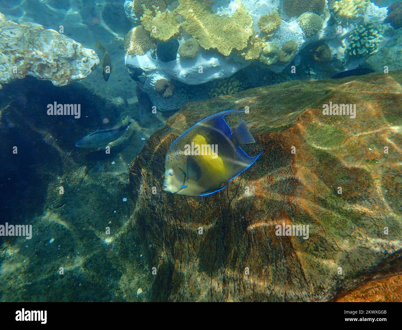 An underwater photo of a Queen Angelfish swimming among the rock and ...
