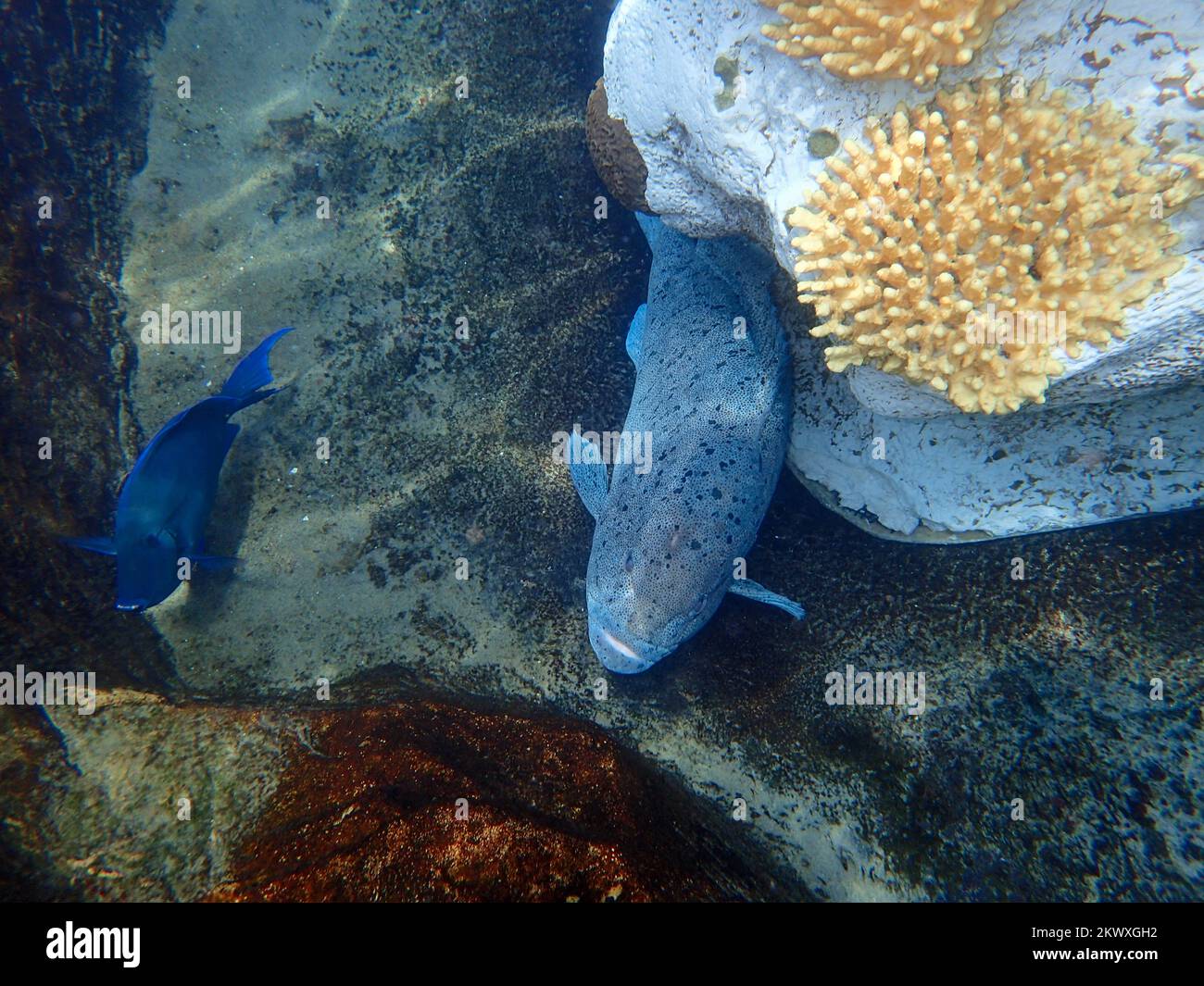 An underwater photo of a Nassau Grouper fish swimming among the rock ...