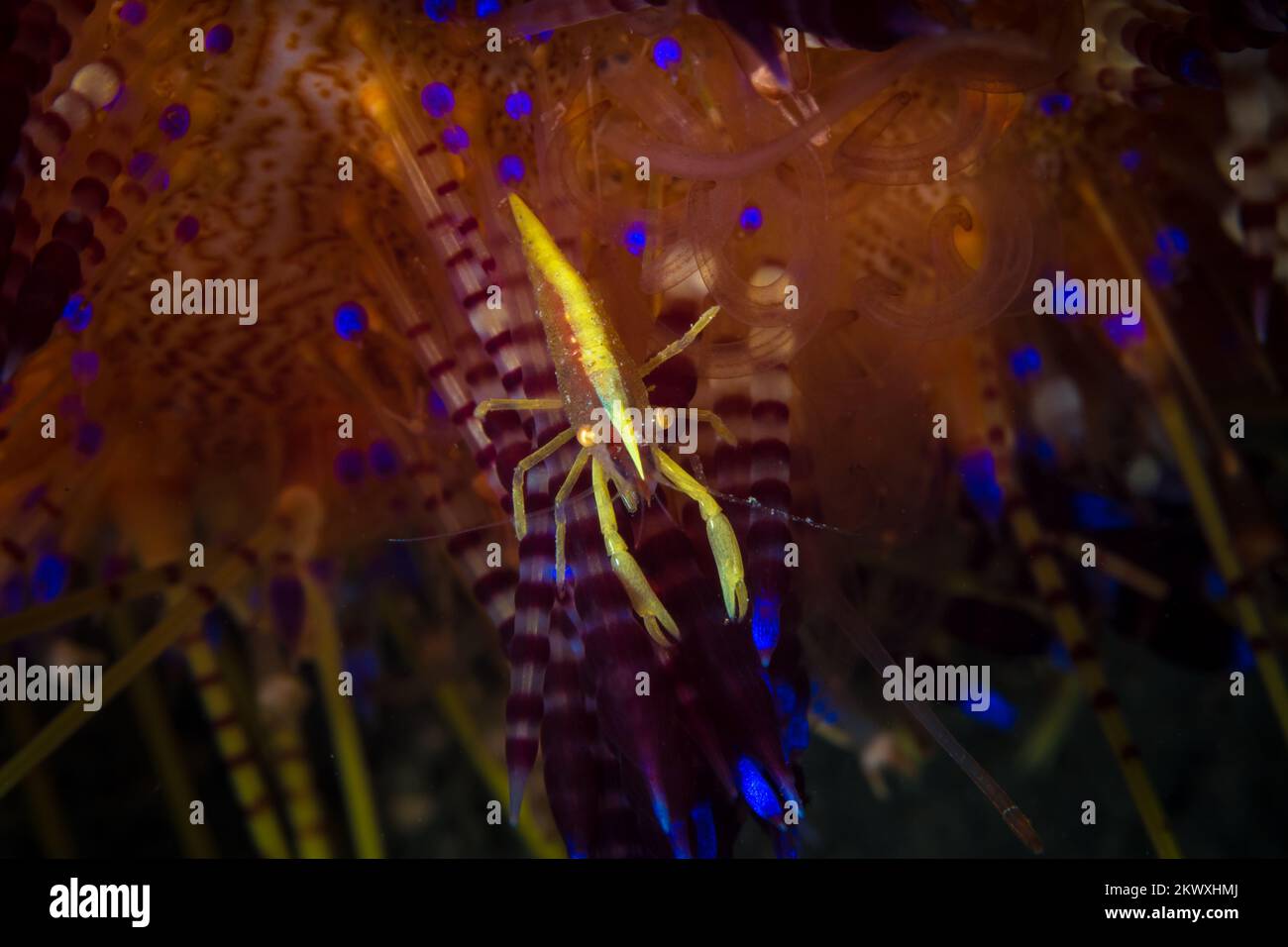 Colourful reef shrimp on healthy coral reef in the Indo Pacific Stock ...