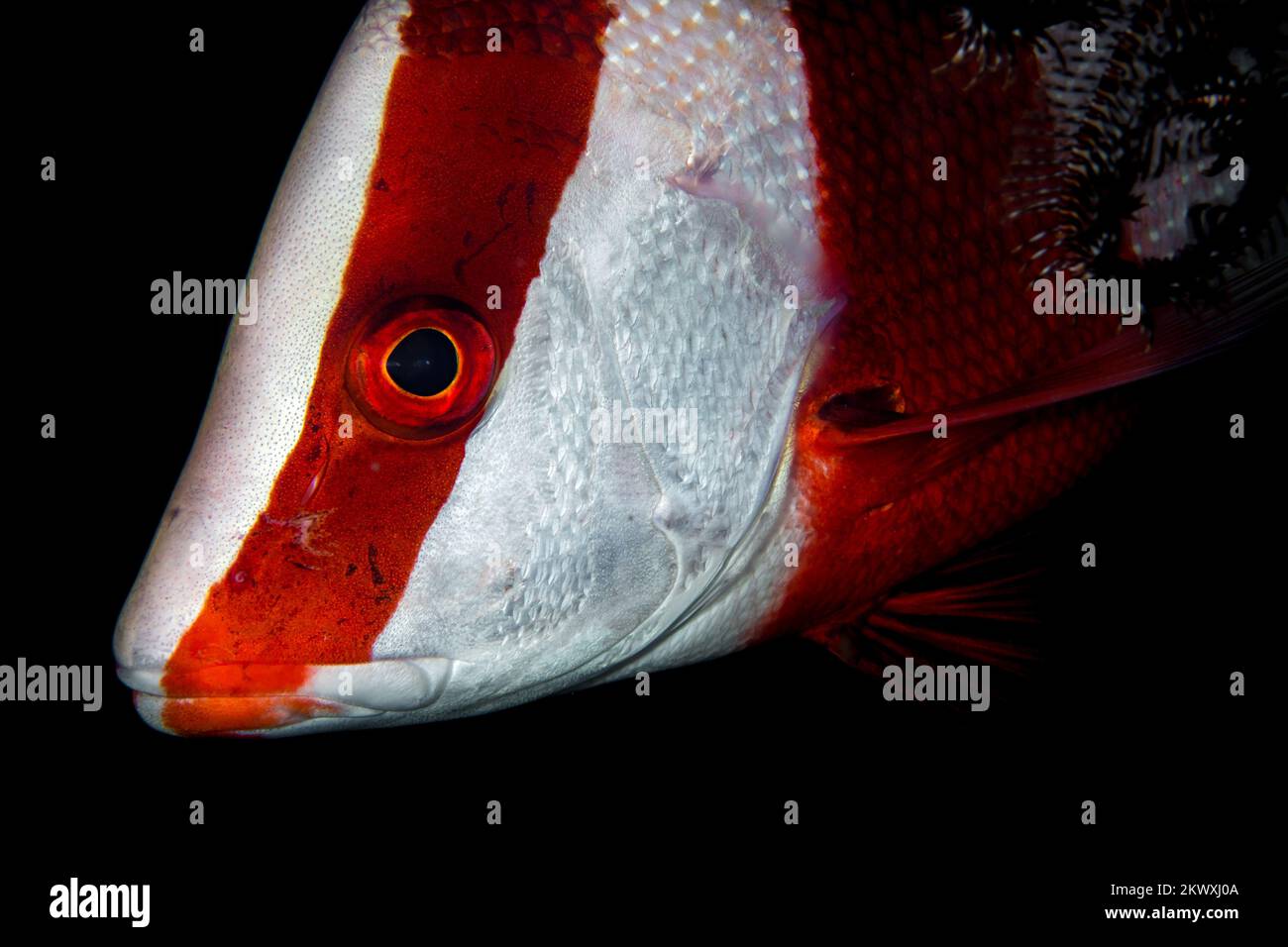 Colorful tropical Coral Reef fish in the Indo - Pacific ocean - The ...