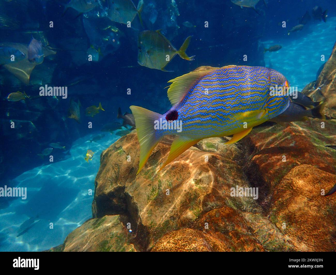 An underwater photo of a Sailfin Snapper swimming among the rock and ...