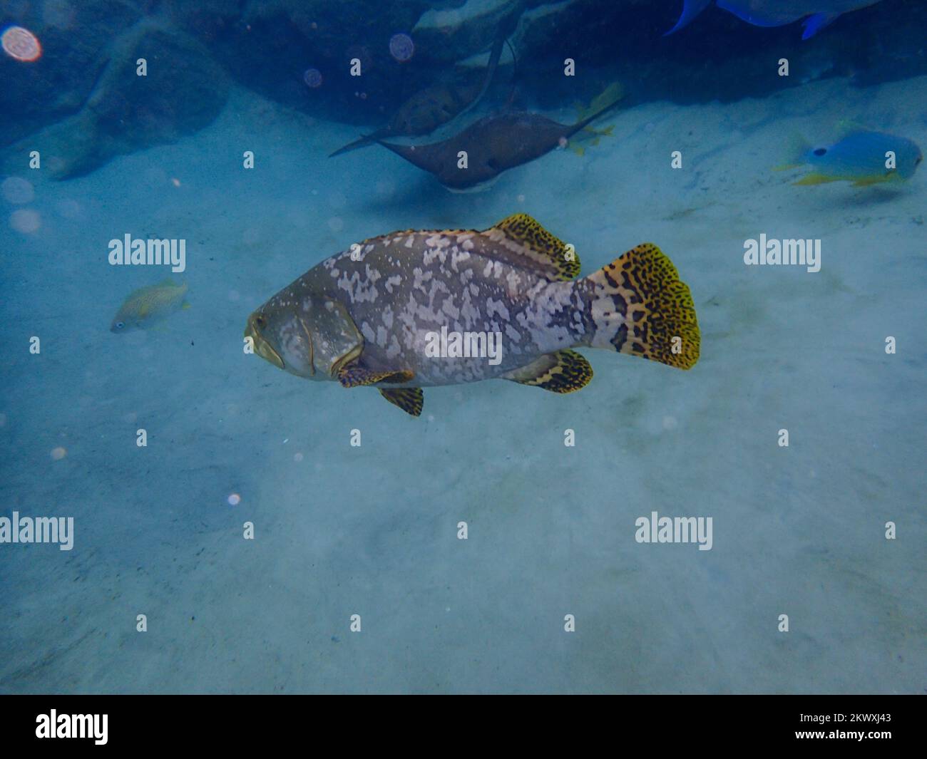 An underwater photo of a Nassau Grouper fish swimming among the rock ...