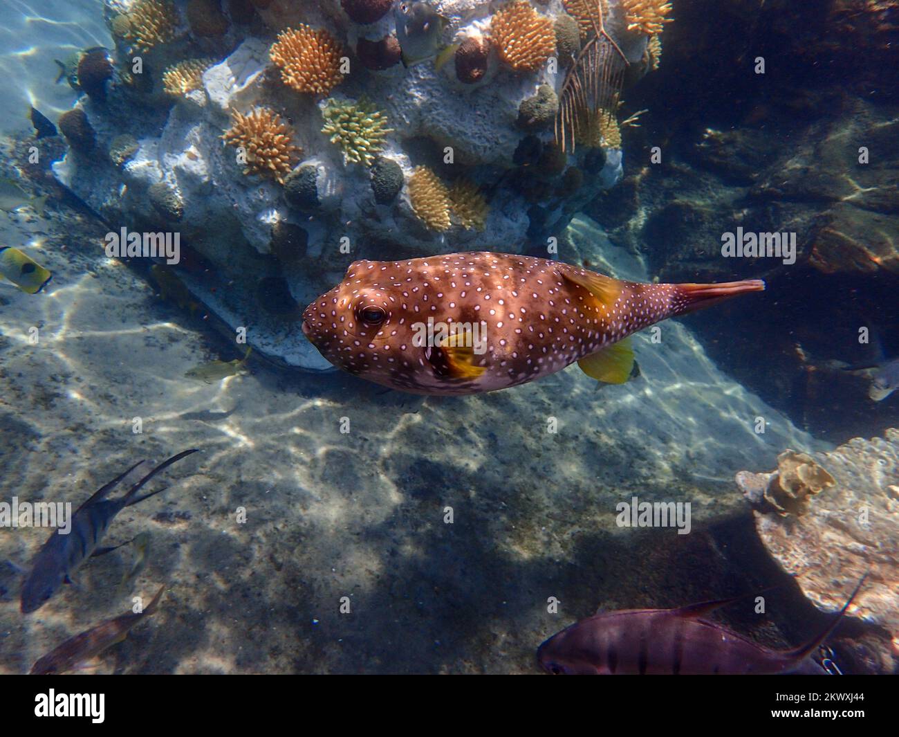 An underwater photo of a Puffer fish swimming among the rock and coral ...