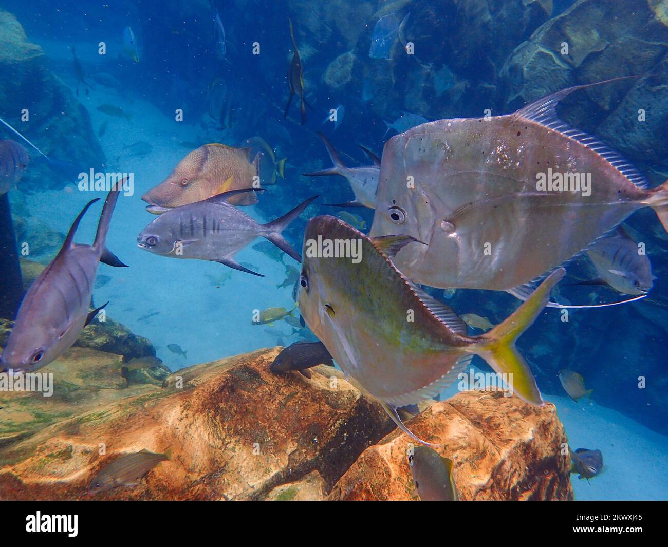 School caribbean blue tang fish hi-res stock photography and images - Alamy