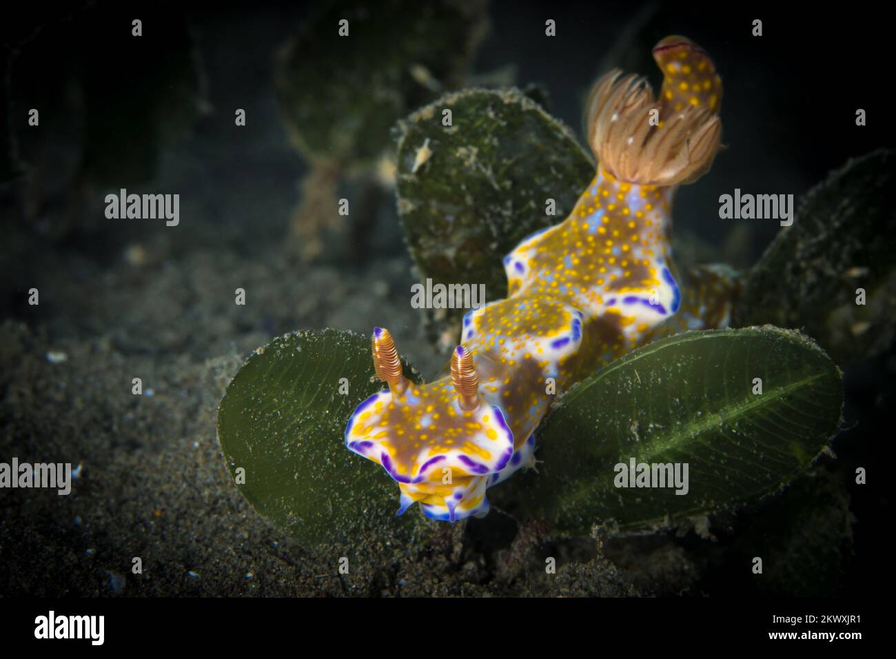 Colorful nudibranch sea slug crawling above coral reef in the Indo ...