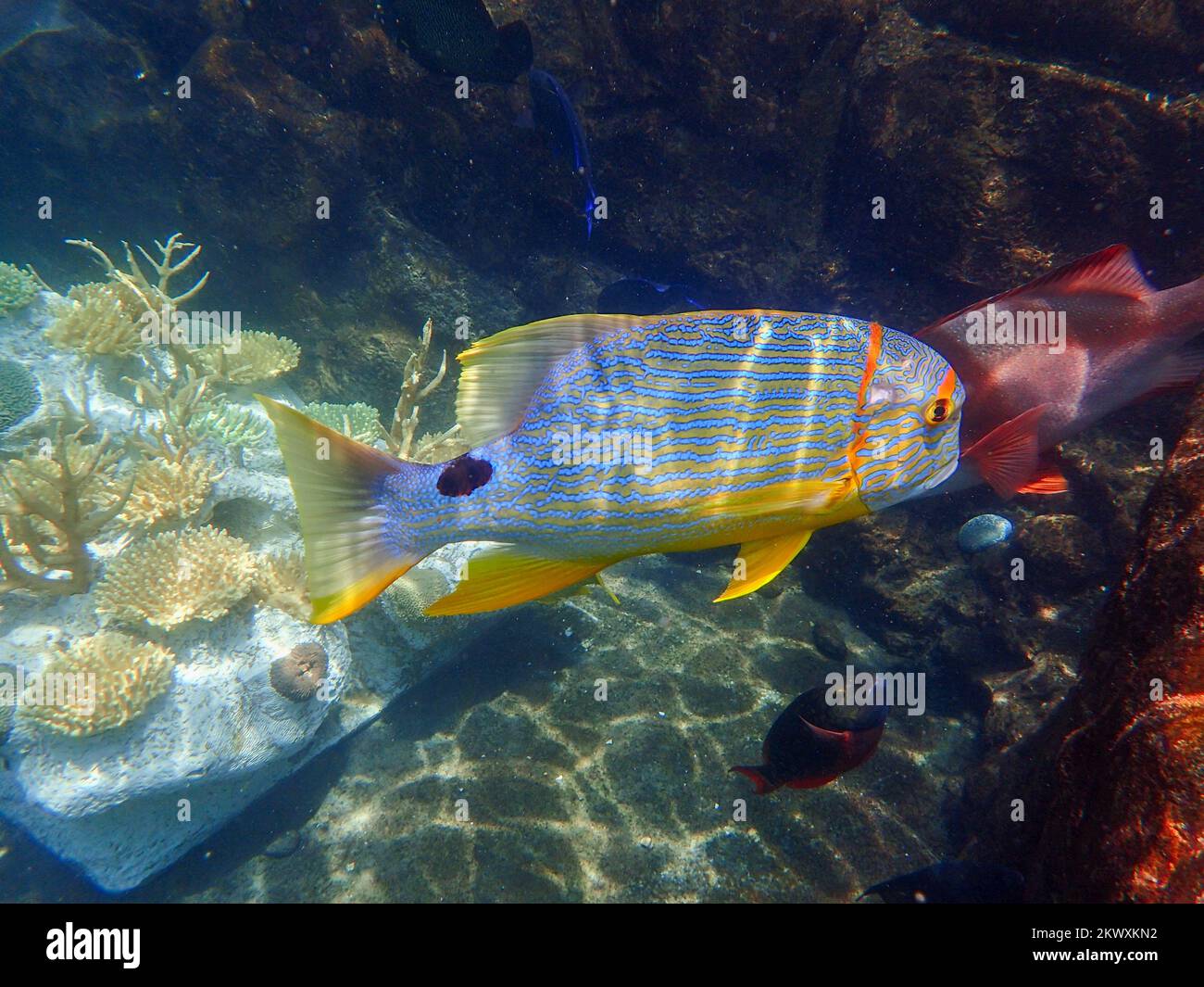 An underwater photo of a Sailfin Snapper swimming among the rock and ...