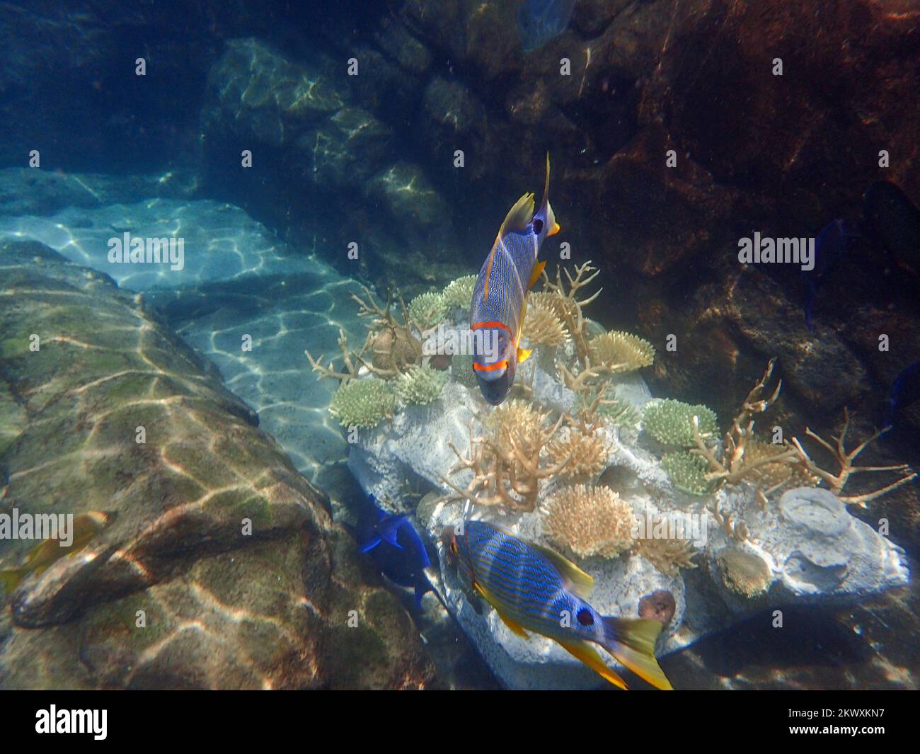 An underwater photo of a Sailfin Snapper swimming among the rock and ...
