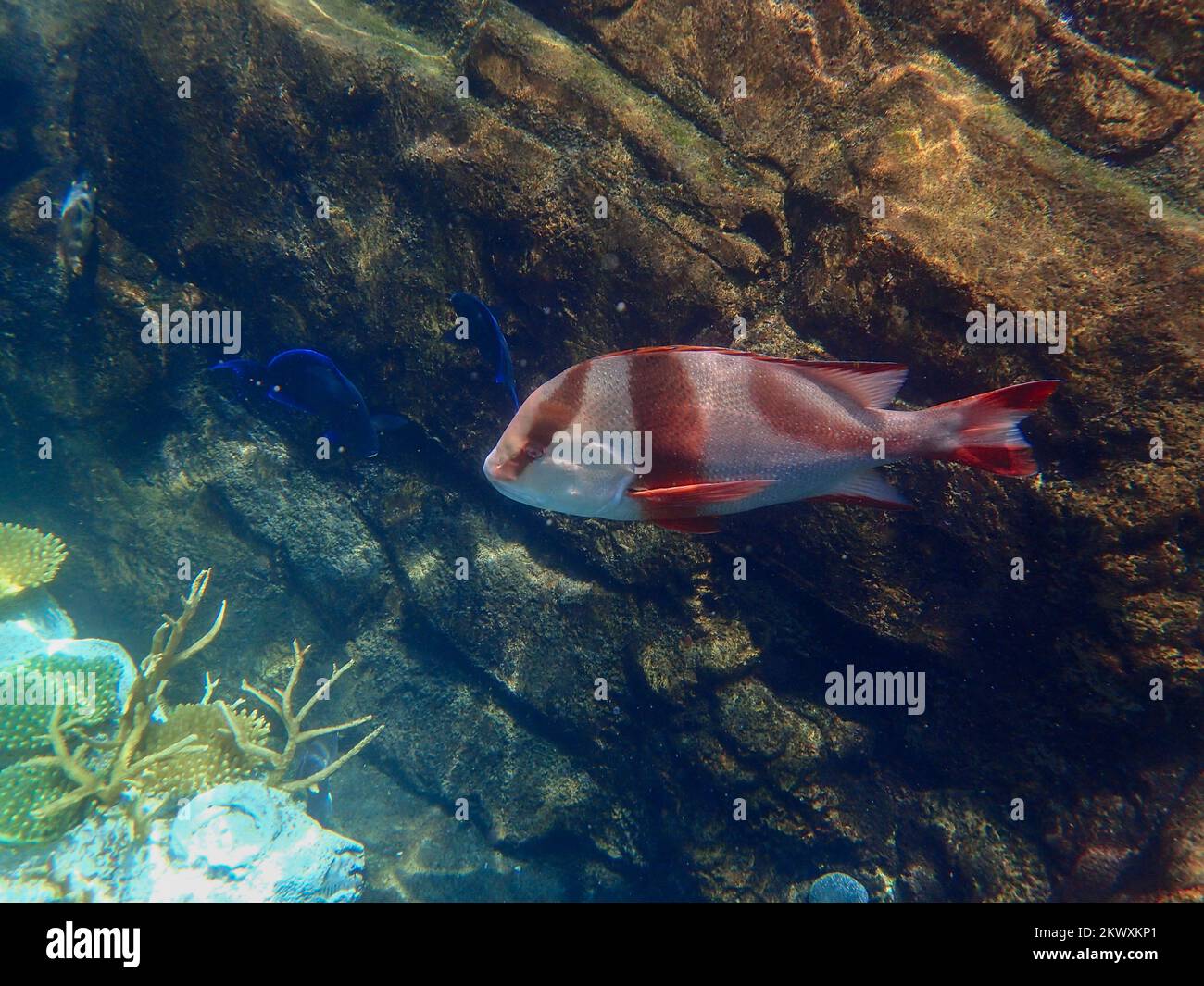 Coral hogfish hi-res stock photography and images - Alamy