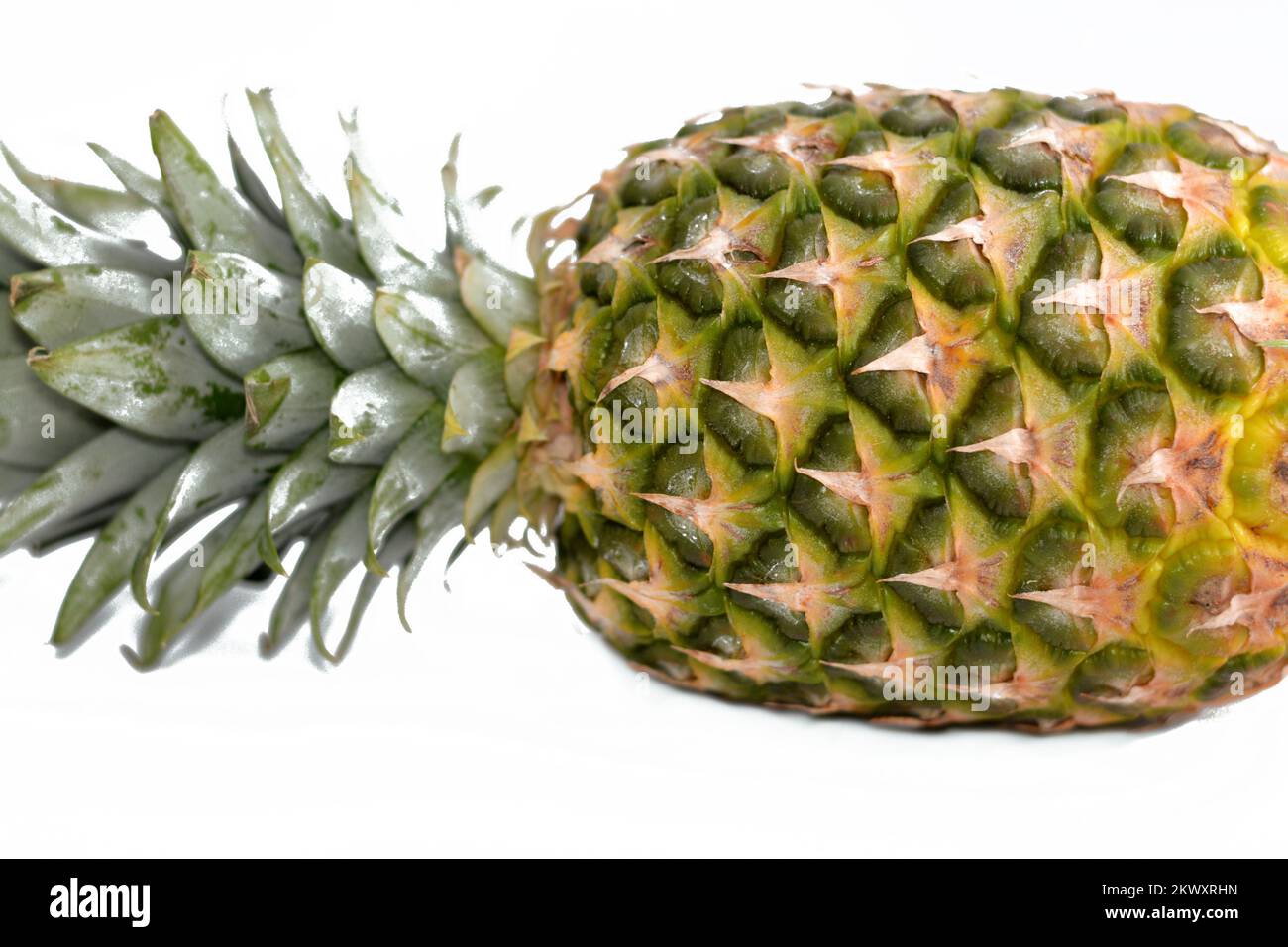 The Pineapple (Ananas comosus), a tropical plant with an edible fruit ...