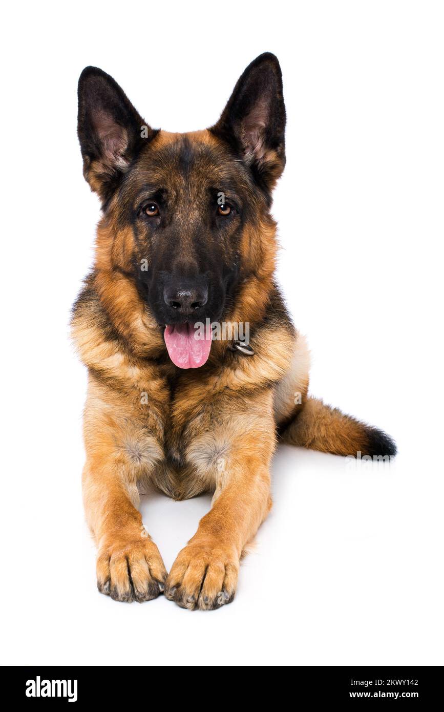 German shepherd dog on white background Stock Photo - Alamy