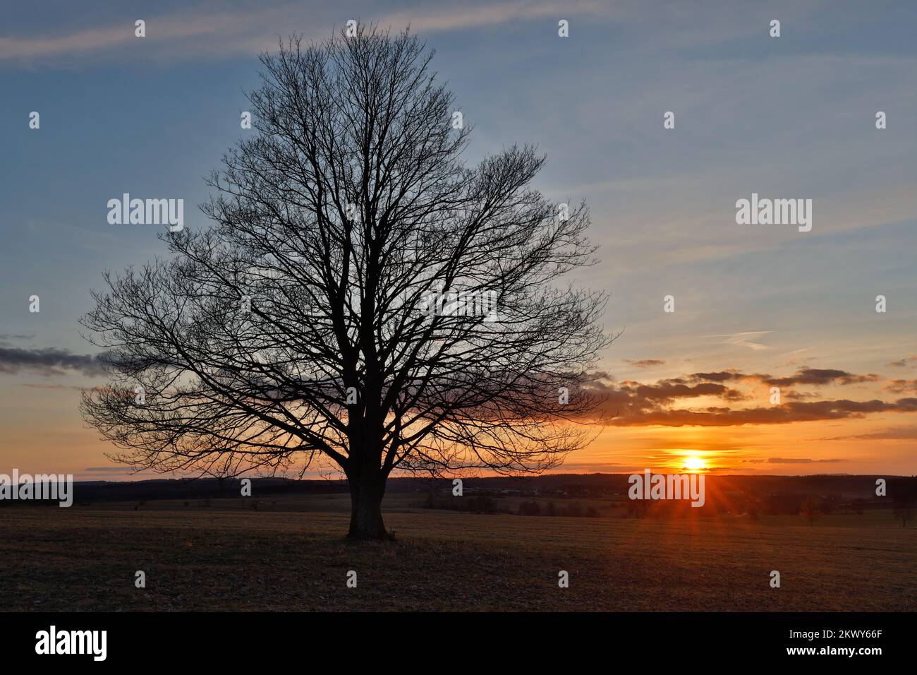 Baum foto hi-res stock photography and images - Alamy