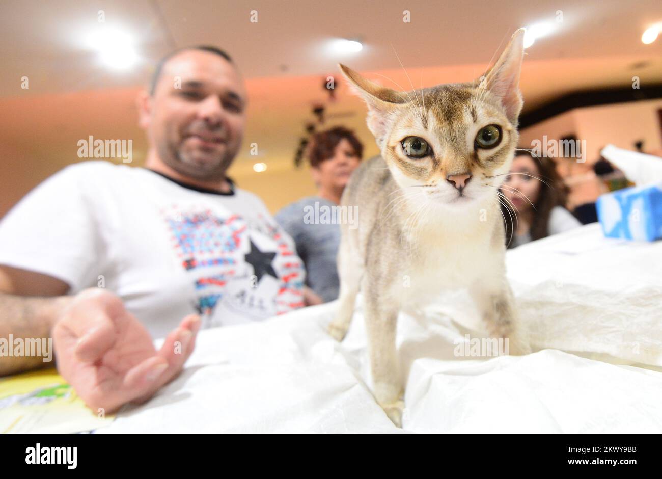 05.03.2017., Zapresic, Croatia - International Cat Show in Westgate ...