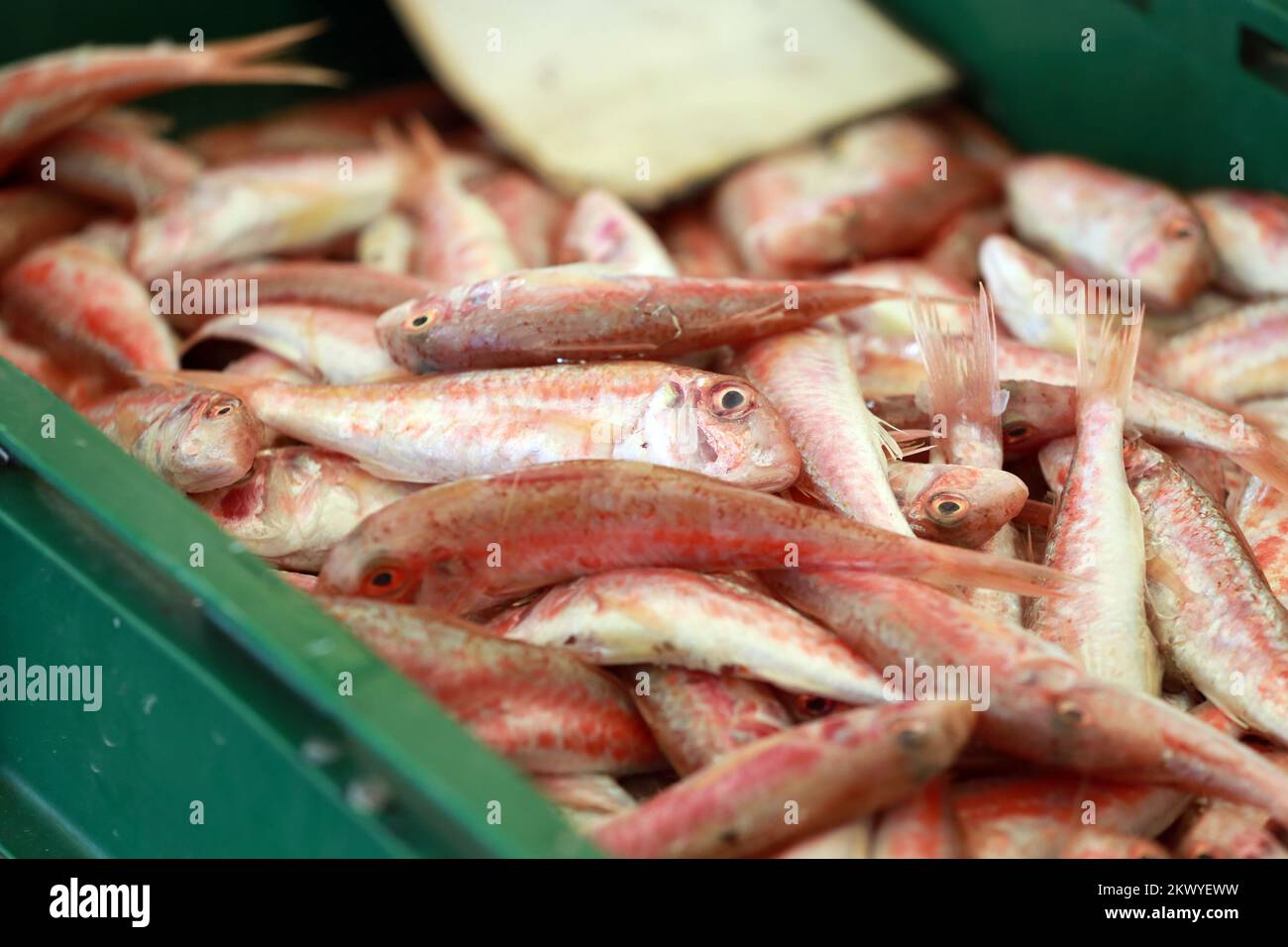 18.03.2017., Split, Croatia - The offer of fresh fish in the fish ...
