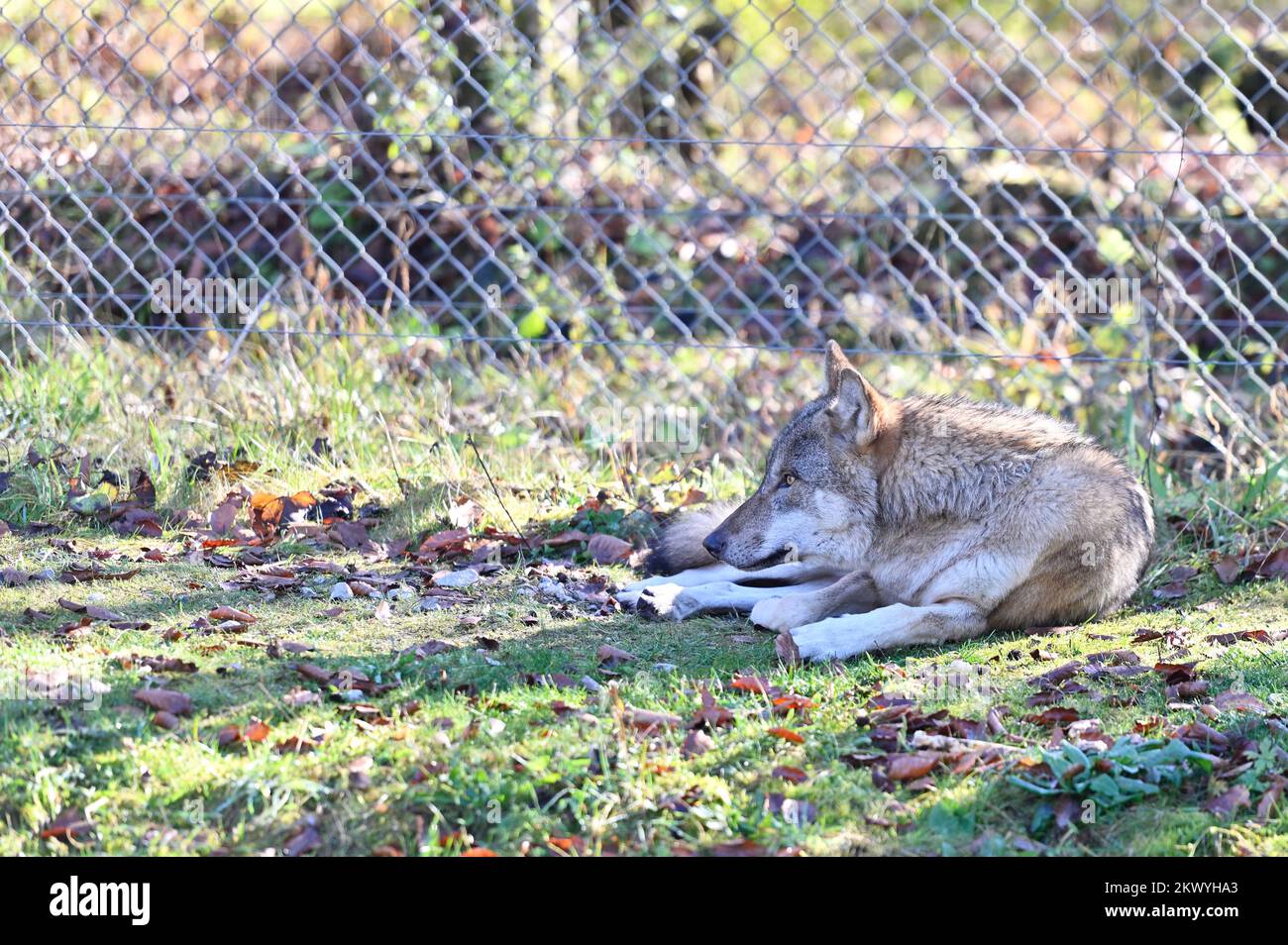 Cumberland Wildlife Park Grünau, Upper Austria, Austria. Wolf (Canis ...