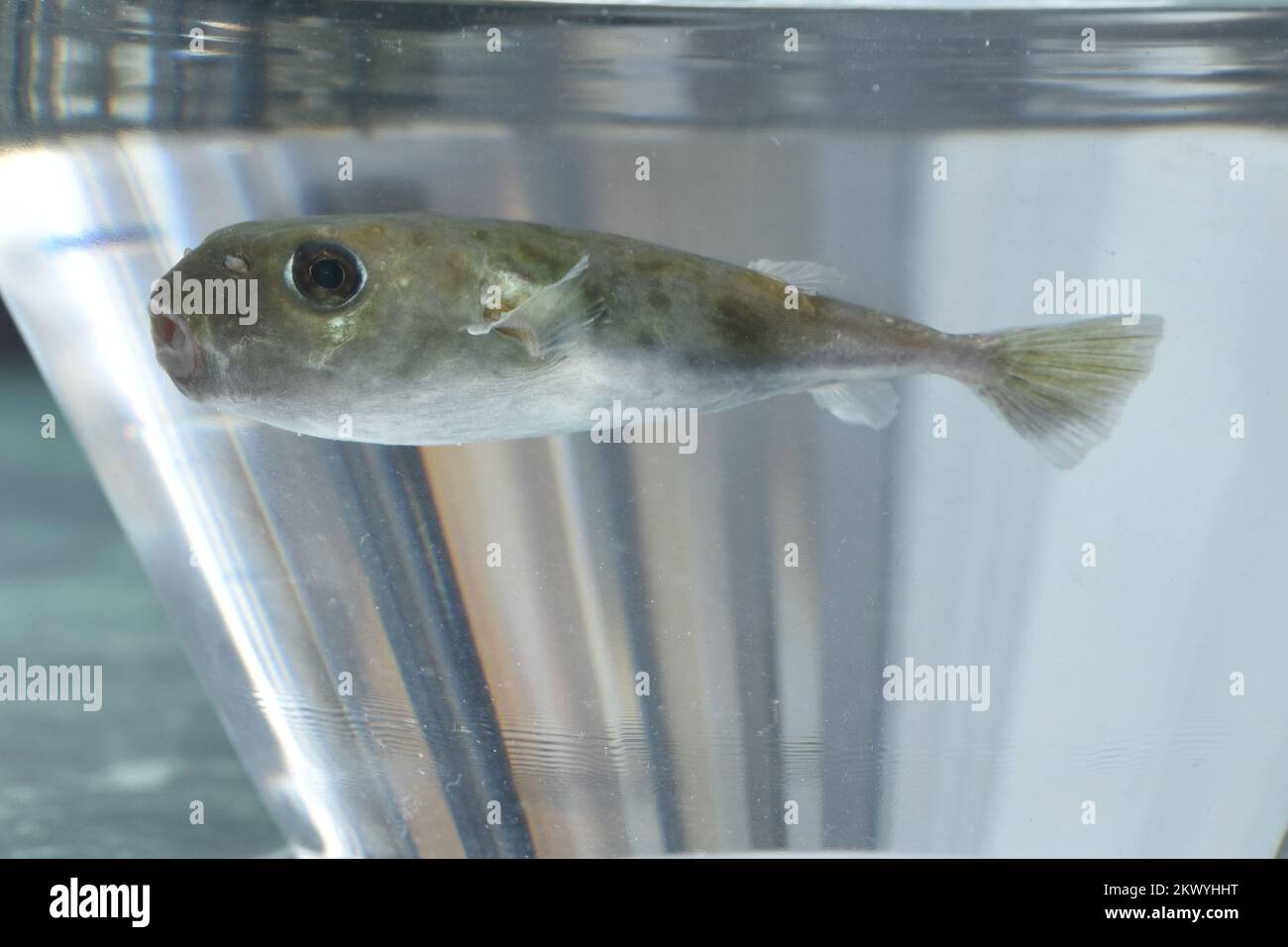 24.03.2017., Tribunj - Marijeta Bolanca and her father caught one of ...
