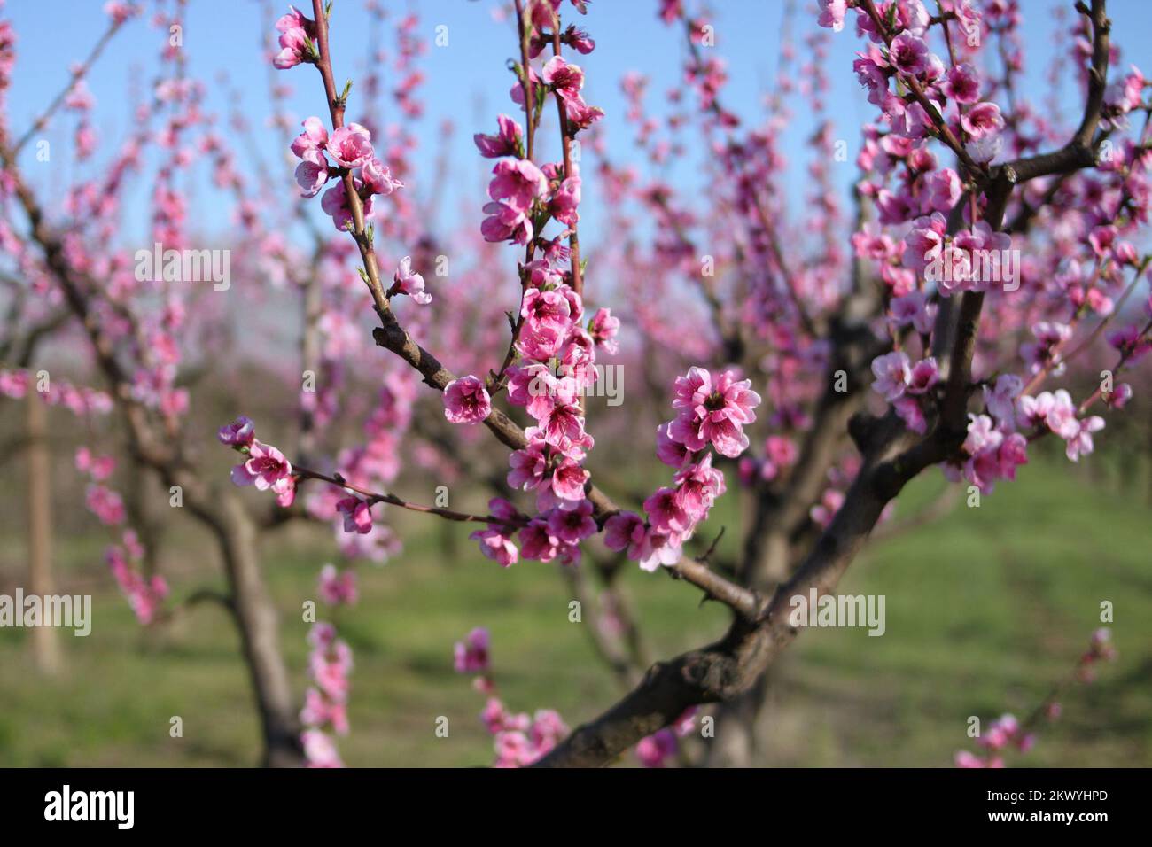 24.03.2017., Croatia, Vrgorac - Peaches tree blooming in Vrgorac field ...