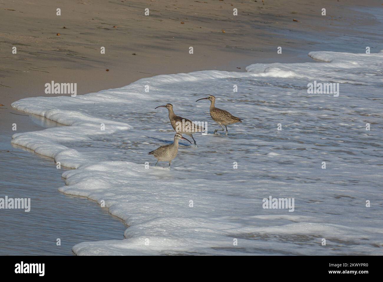 Three whimbrels with the long beaks, the high legs and the brown ...