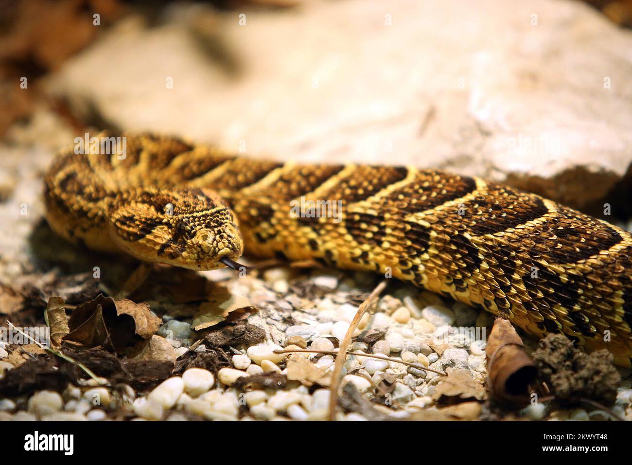 03.04.2017., Zagreb, Croatia - Opening of the largest exhibition of ...
