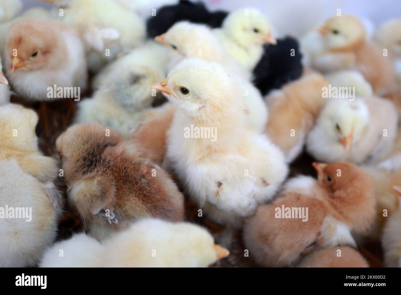 15.04.2017., Sinj, Croatia - Chickens for sale at the local market ...