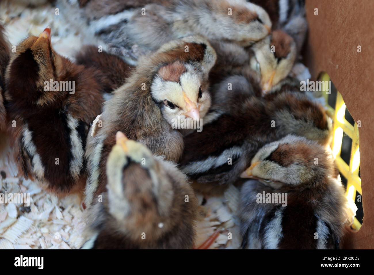 15.04.2017., Sinj, Croatia - Chickens for sale at the local market ...