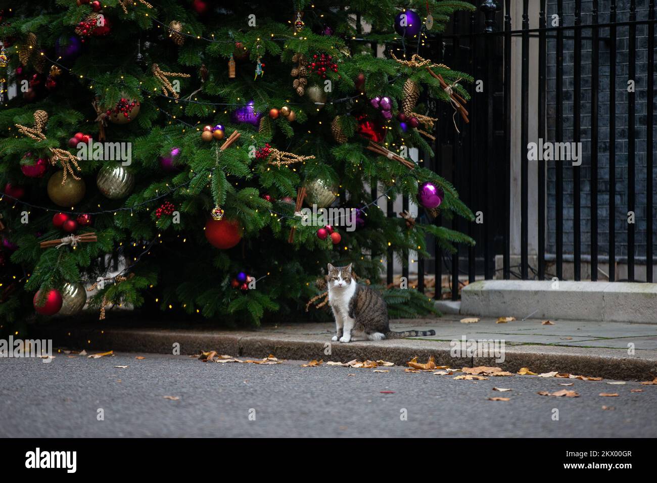 London, England, UK. 30th Nov, 2022. UK Prime Minister's office's cat ...