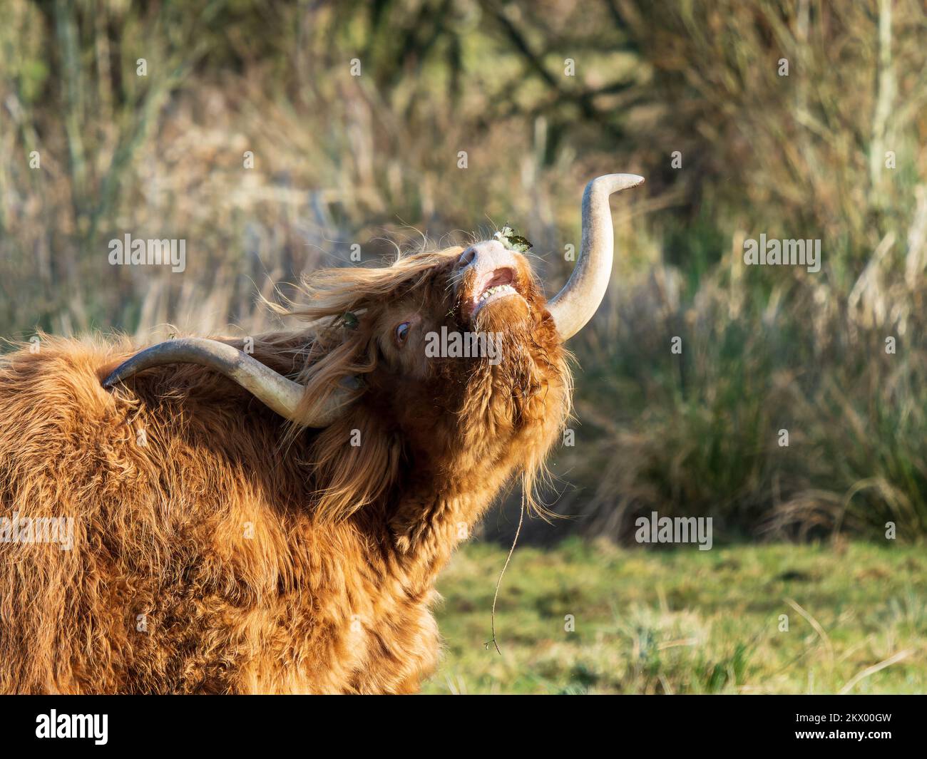 Cow shaking head hi-res stock photography and images - Alamy