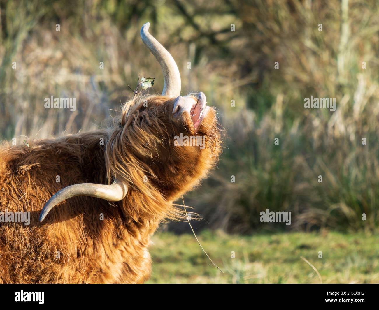 Cow shaking head hi-res stock photography and images - Alamy