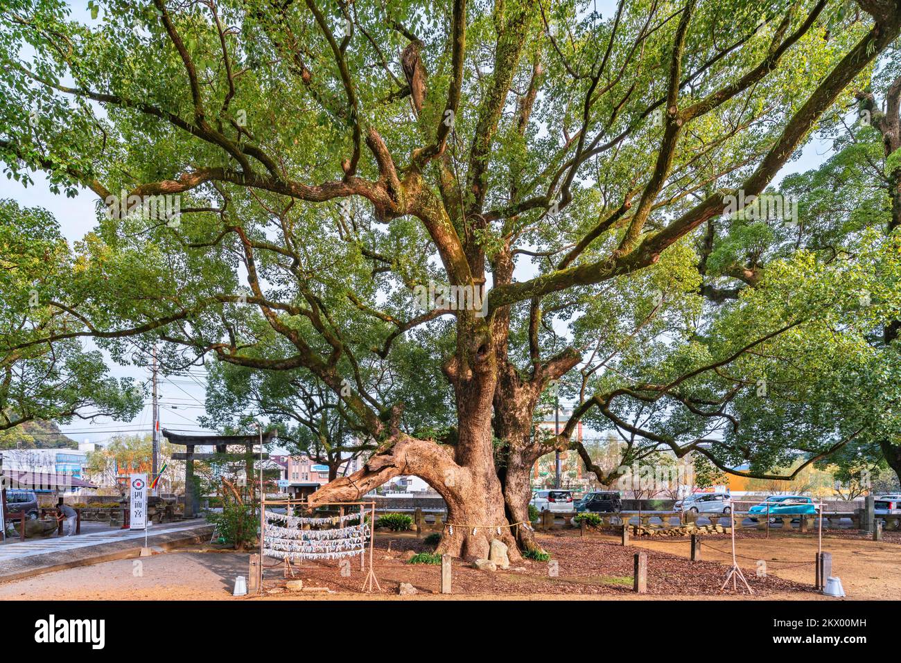Camphor tree shinto hi-res stock photography and images - Alamy