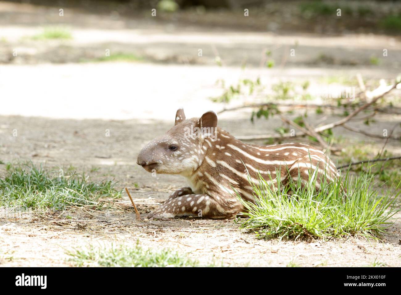 17.04.2017., Zagreb, Croatia - Adina, a female South American tapir ...