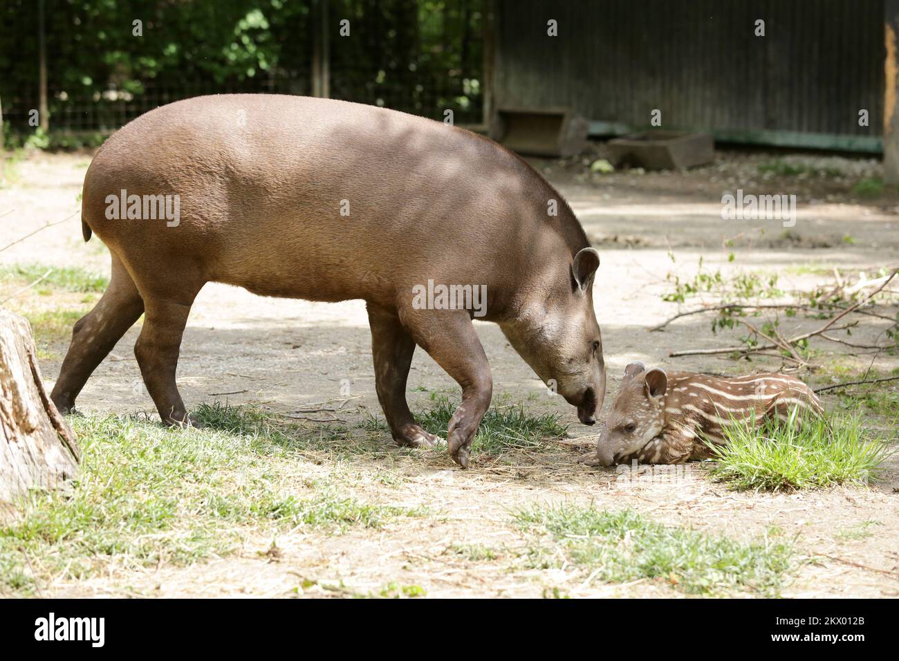 17.04.2017., Zagreb, Croatia - Adina, a female South American tapir ...
