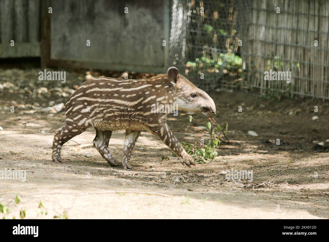 17.04.2017., Zagreb, Croatia - Adina, a female South American tapir ...