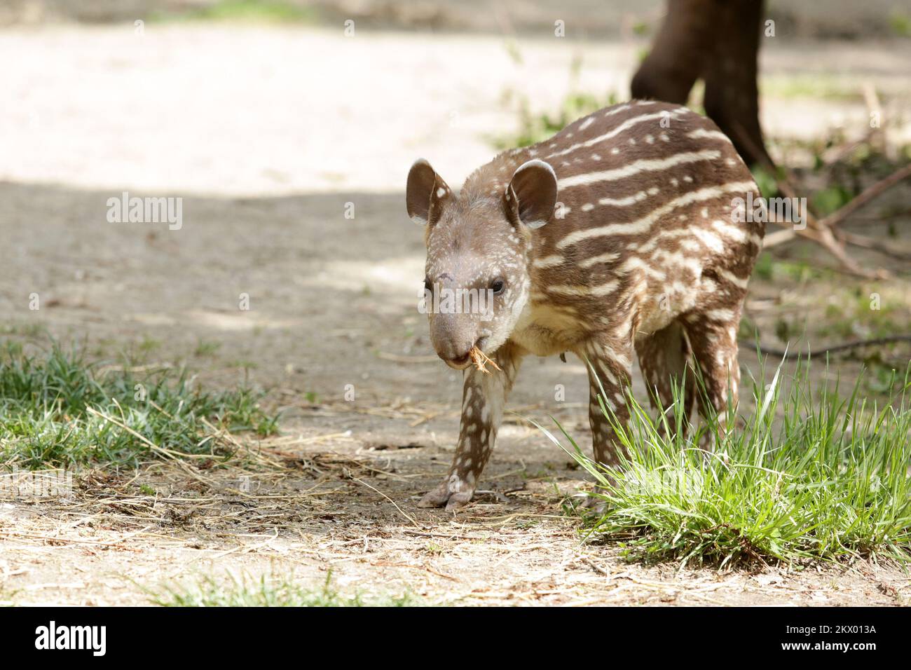 17.04.2017., Zagreb, Croatia - Adina, a female South American tapir ...