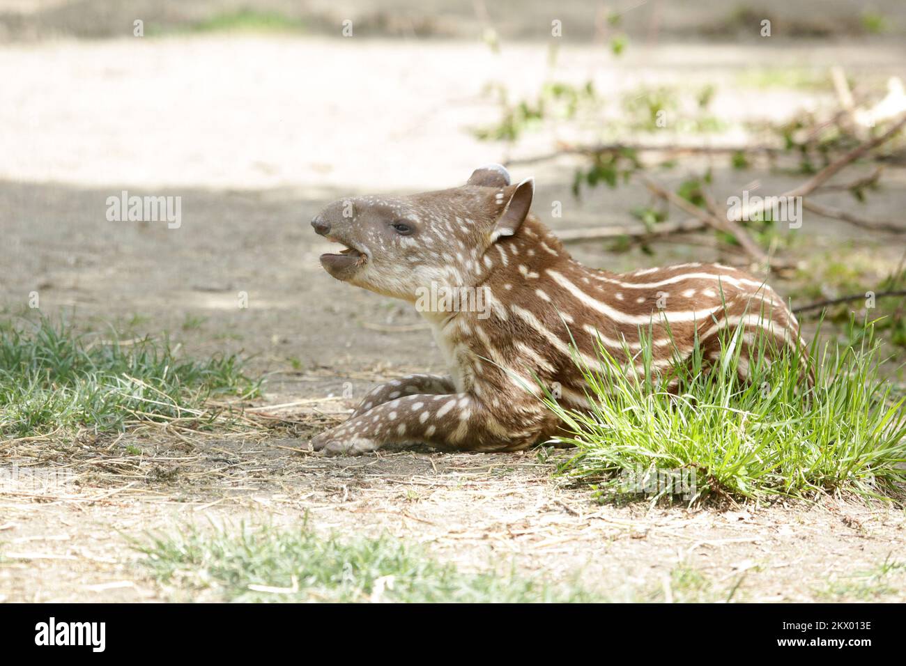 17.04.2017., Zagreb, Croatia - Adina, a female South American tapir ...