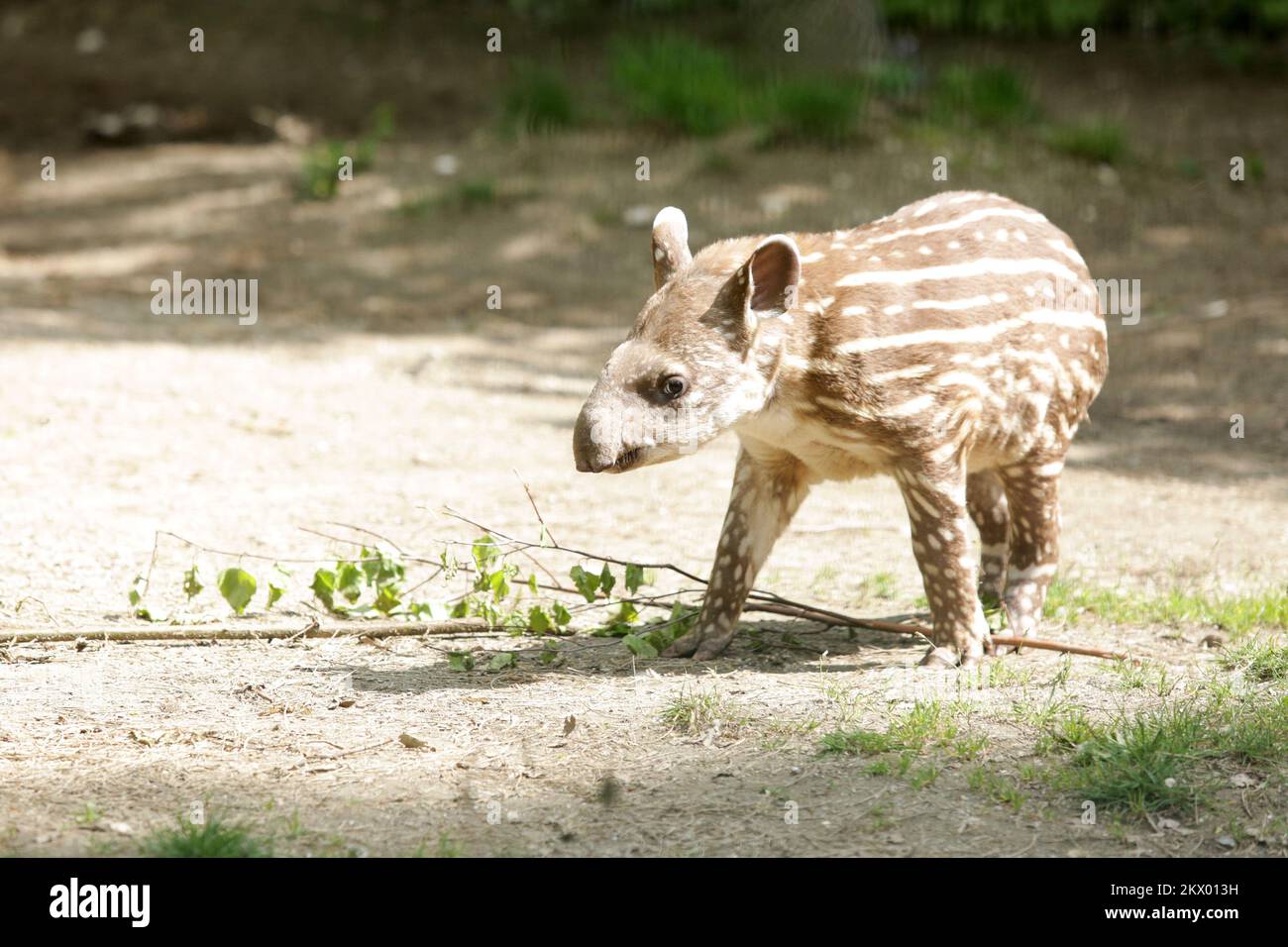 17.04.2017., Zagreb, Croatia - Adina, a female South American tapir ...