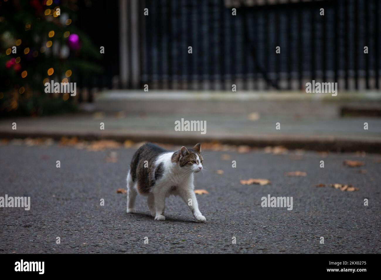 London, England, UK. 30th Nov, 2022. UK Prime Minister's office's cat ...