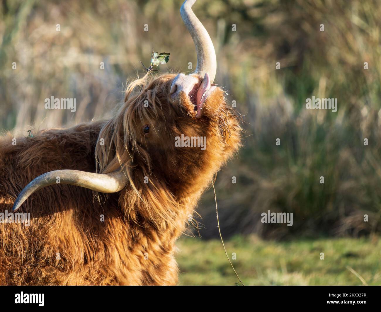 Shaking beef hi-res stock photography and images - Alamy