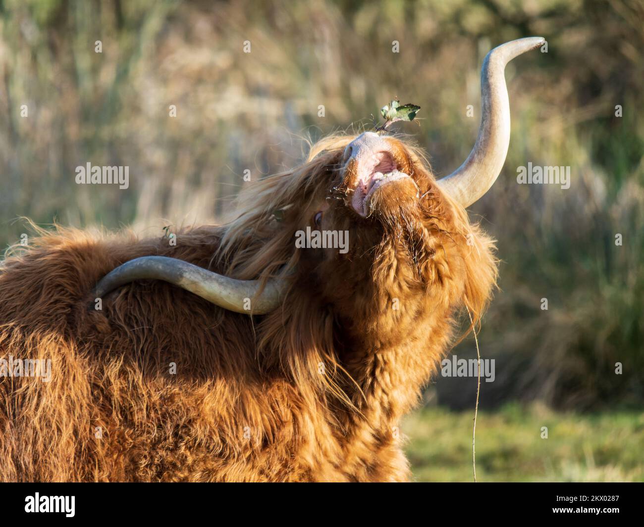 Cow shaking head hi-res stock photography and images - Alamy