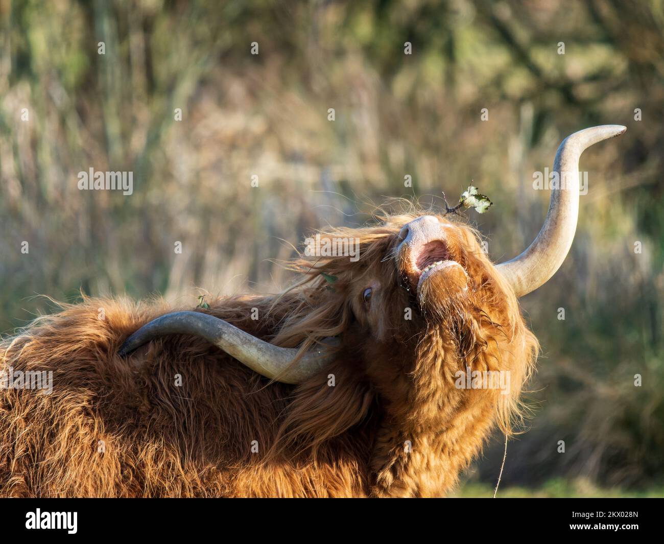 Close up of Highland Cattle Head Playing and shaking Head Stock Photo ...