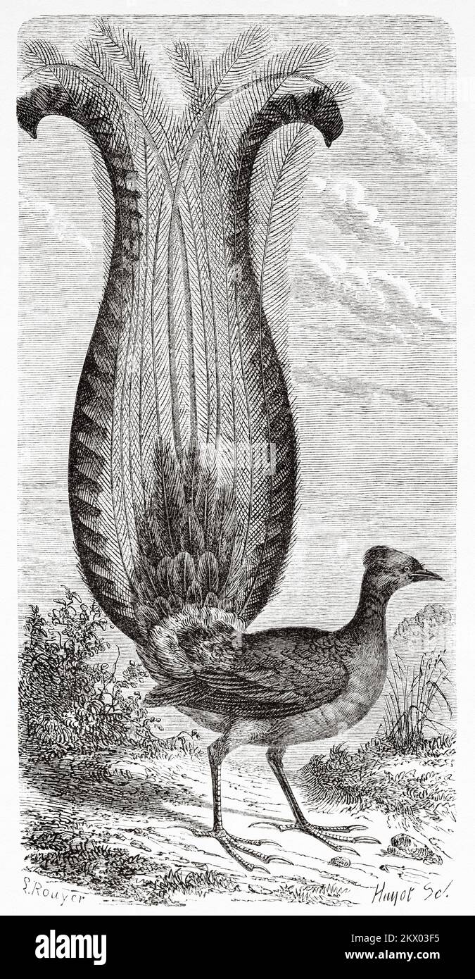 Lyrebird (Mamura superba) Australian states of Victoria, Australia ...