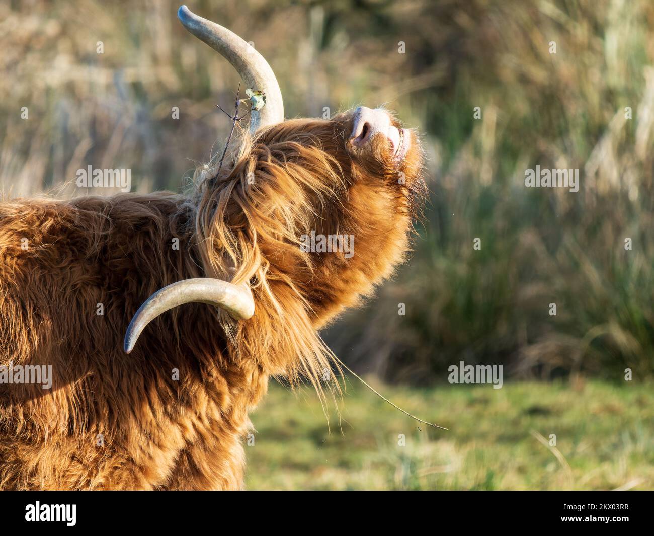 Close up of Highland Cattle Head Playing and shaking Head Stock Photo ...