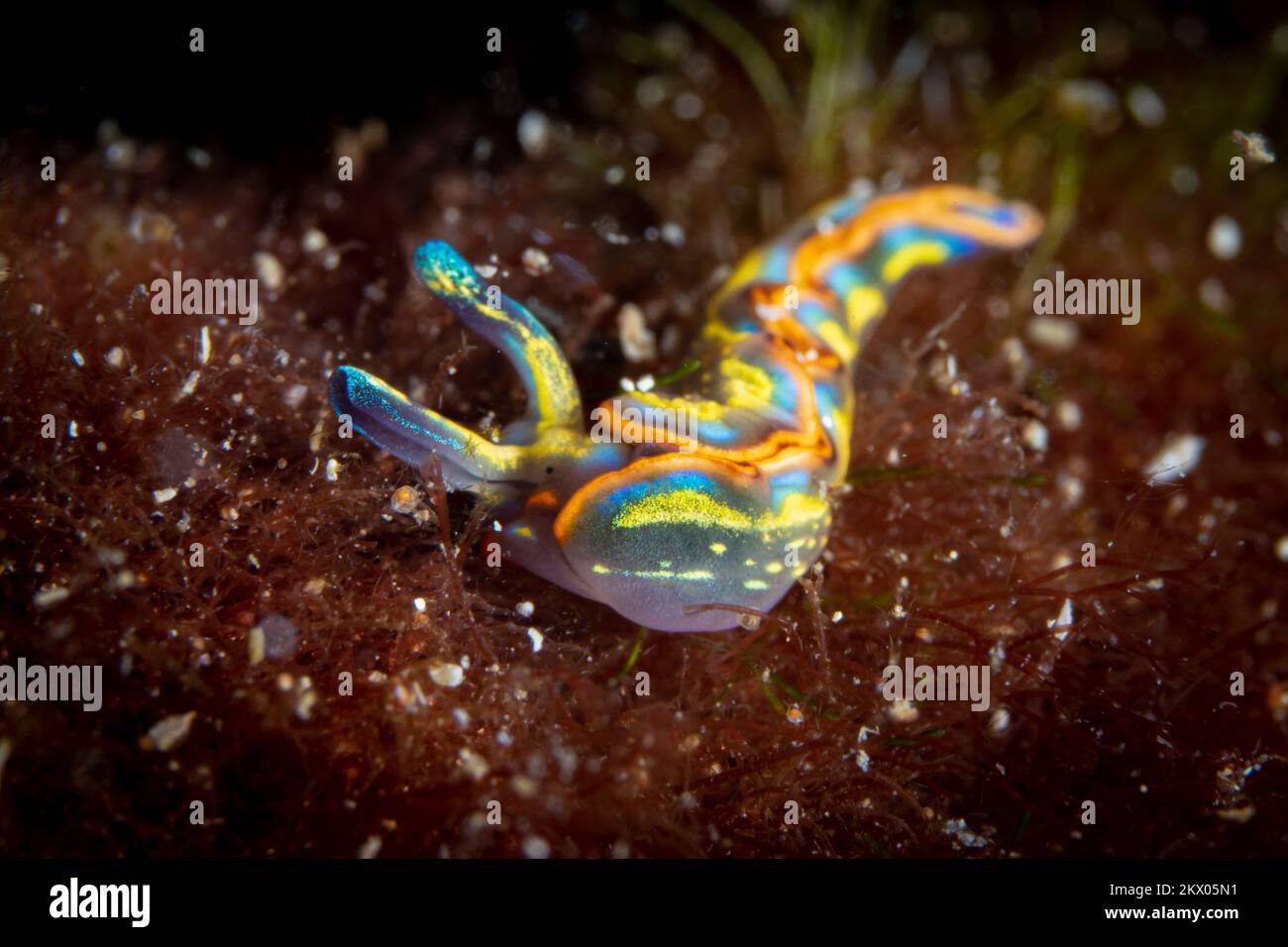 Colorful nudibranch in the waters of the Mediterranean Sea ...
